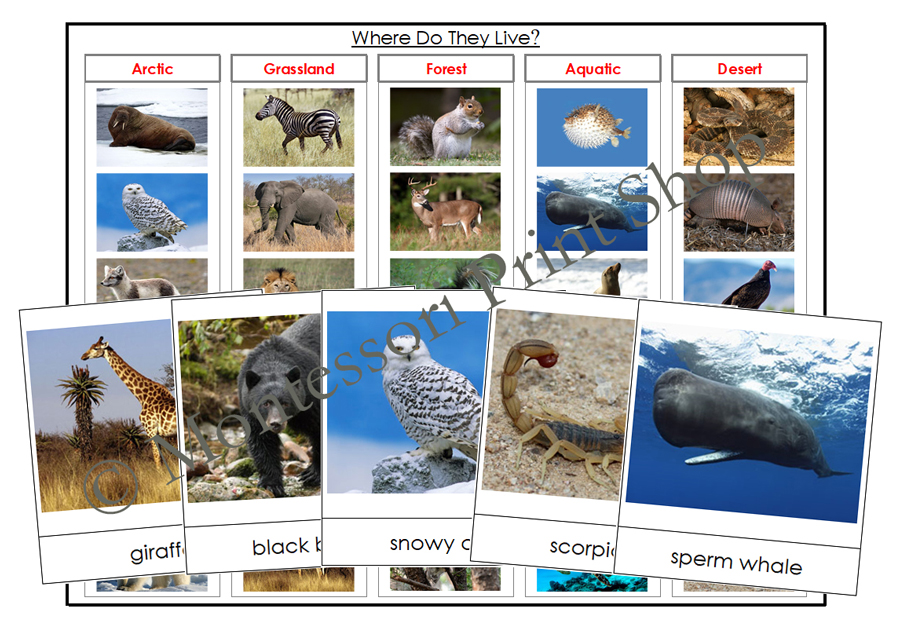 Where Do These Animals Live? - Sorting Cards & Control Chart | Made By ...