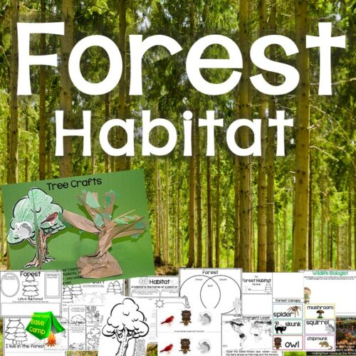 Forest Animals Habitats | Made By Teachers