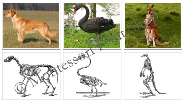 Animals And Their Skeletons Matching Cards | Made By Teachers