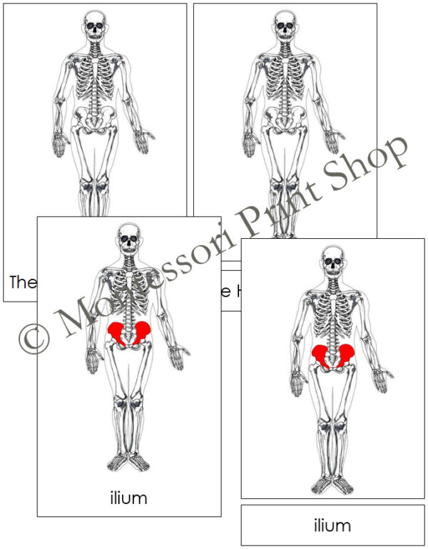 Parts of a Human Skeleton 3-Part Cards - Montessori Nomenclature | Made ...
