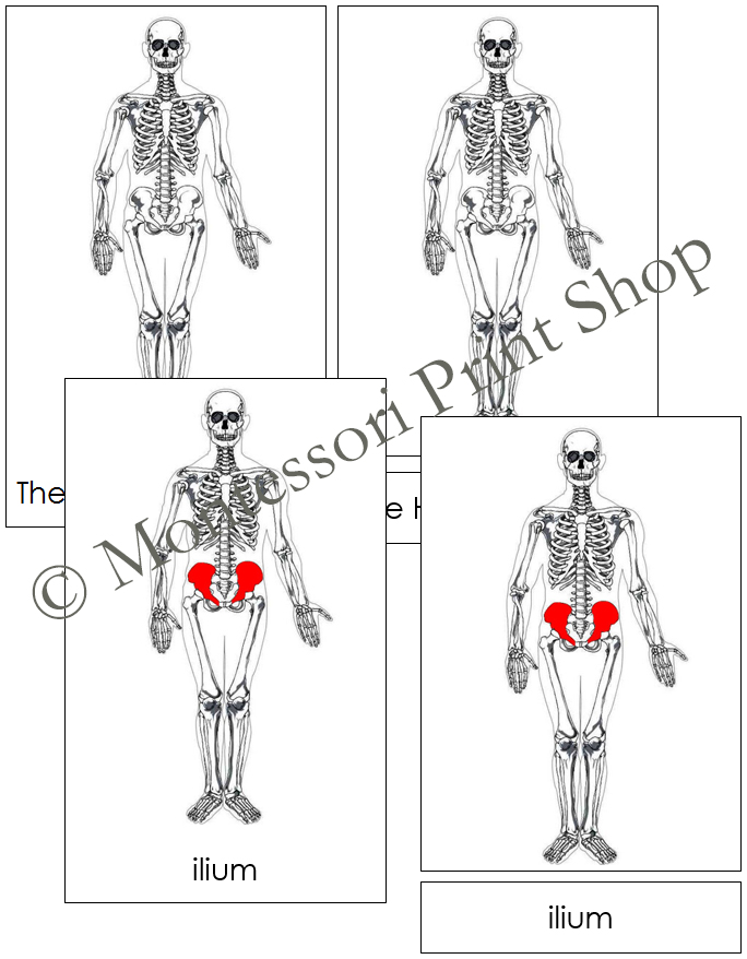 Parts of a Human Skeleton 3-Part Cards - Montessori Nomenclature | Made ...