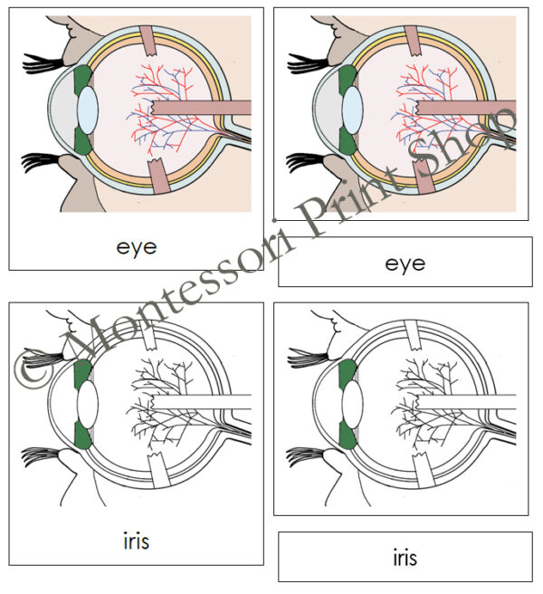 Parts of a Human Eye 3-Part Cards - Montessori Nomenclature | Made By ...