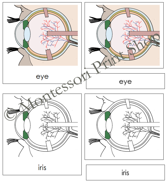 Parts of a Human Eye 3-Part Cards - Montessori Nomenclature | Made By ...