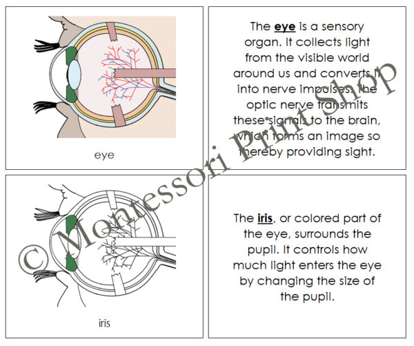 Parts of a Human Eye Book - Montessori Nomenclature | Made By Teachers