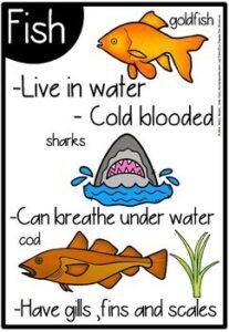 Animal classification posters | Made By Teachers