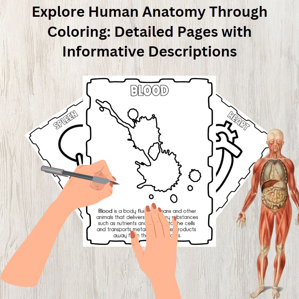 Explore Human Anatomy Through Coloring: Detailed Pages with Informative ...