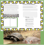 OWEN & MZEE: READING LESSONS AND ACTIVITIES | Made By Teachers