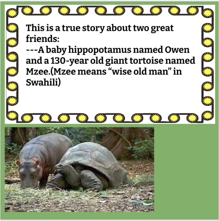 OWEN & MZEE: READING LESSONS AND ACTIVITIES | Made By Teachers