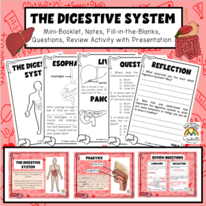 Digestive System Mini Booklet Lesson Activity and Review | Made By Teachers