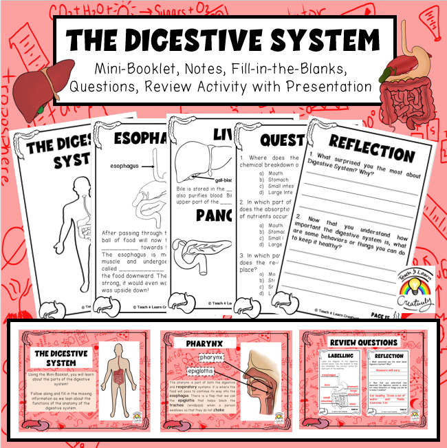 Digestive System For Kids Worksheets