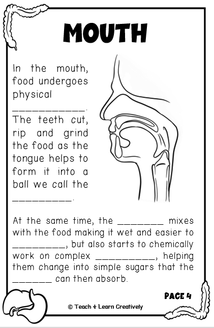 Digestive System Mini Booklet Lesson Activity and Review | Made By Teachers