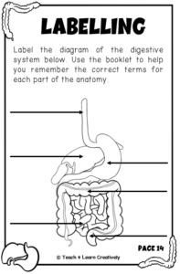 Digestive System Mini Booklet Lesson Activity and Review | Made By Teachers