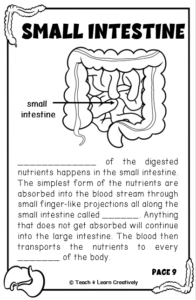 Digestive System Mini Booklet Lesson Activity and Review | Made By Teachers
