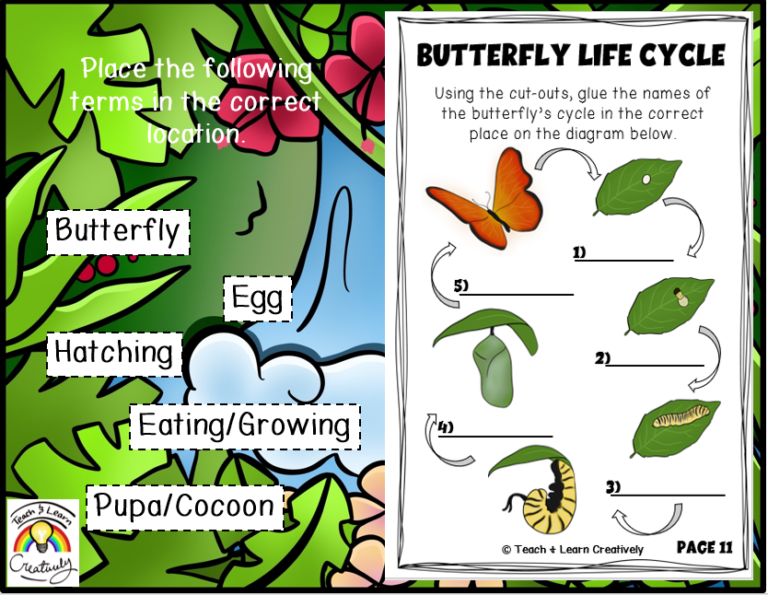 Butterfly Life Cycle Mini-Booklet Mini-Lesson Cut and Paste Activity ...
