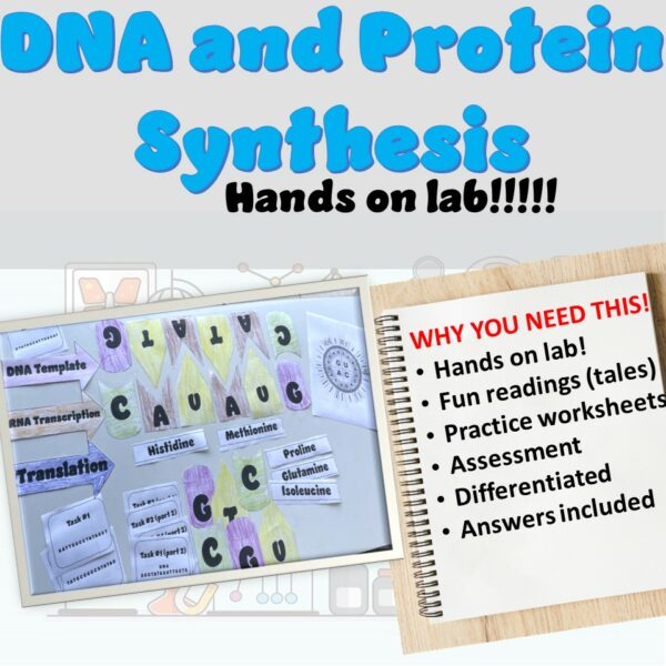DNA and Protein Synthesis HANDS ON LAB and MORE! - Made By Teachers