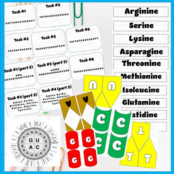 DNA and Protein Synthesis HANDS ON LAB and MORE! - Made By Teachers