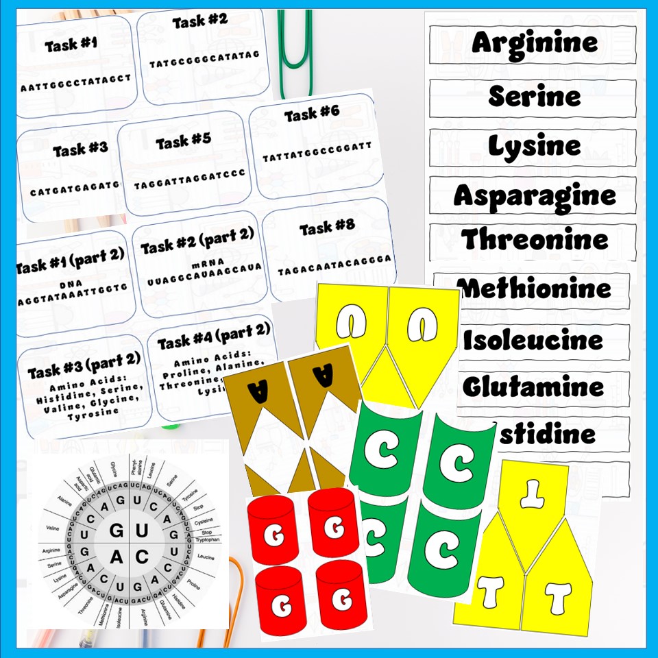 DNA and Protein Synthesis HANDS ON LAB and MORE! | Made By Teachers