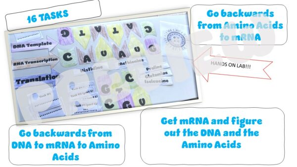 DNA and Protein Synthesis HANDS ON LAB and MORE! | Made By Teachers