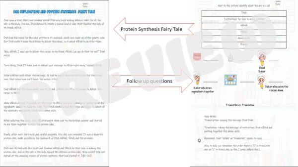 DNA and Protein Synthesis HANDS ON LAB and MORE! | Made By Teachers