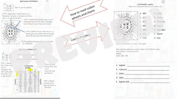 DNA and Protein Synthesis HANDS ON LAB and MORE! | Made By Teachers