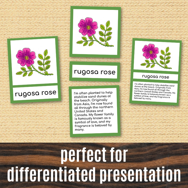 Flowering Plants Cards and Booklets - Montessori Botany Plant Kingdom ...