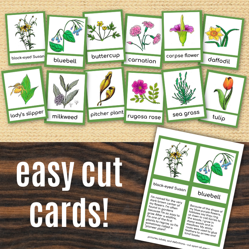 Flowering Plants Cards and Booklets - Montessori Botany Plant Kingdom ...