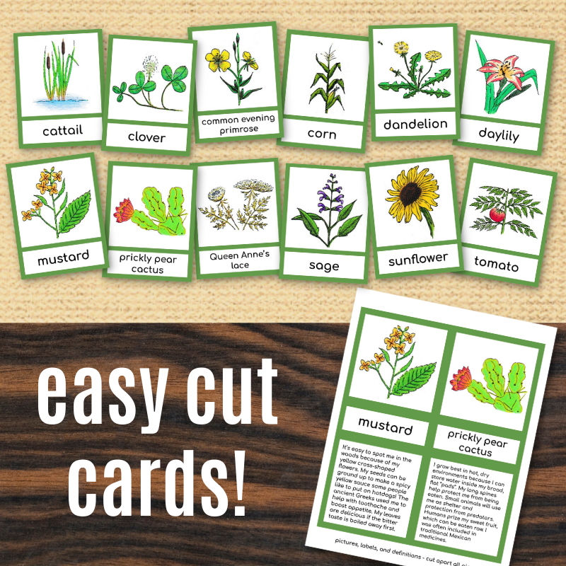 Edible Flowering Plants Cards Booklets - Montessori Botany Plant ...