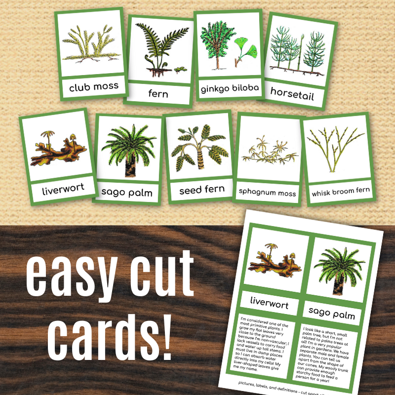 Primitive and Nonvascular Plants Cards Booklet - Montessori Botany ...