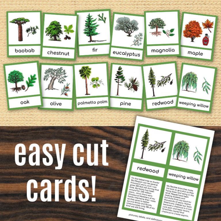 Trees Cards and Booklets - Montessori Botany Plant Kingdom - Montessori ...