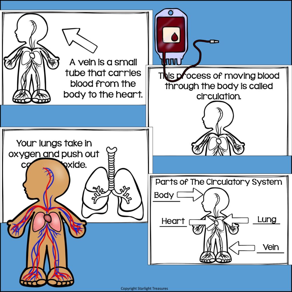 Human Body Systems: Circulatory System Mini Book for Early Readers ...