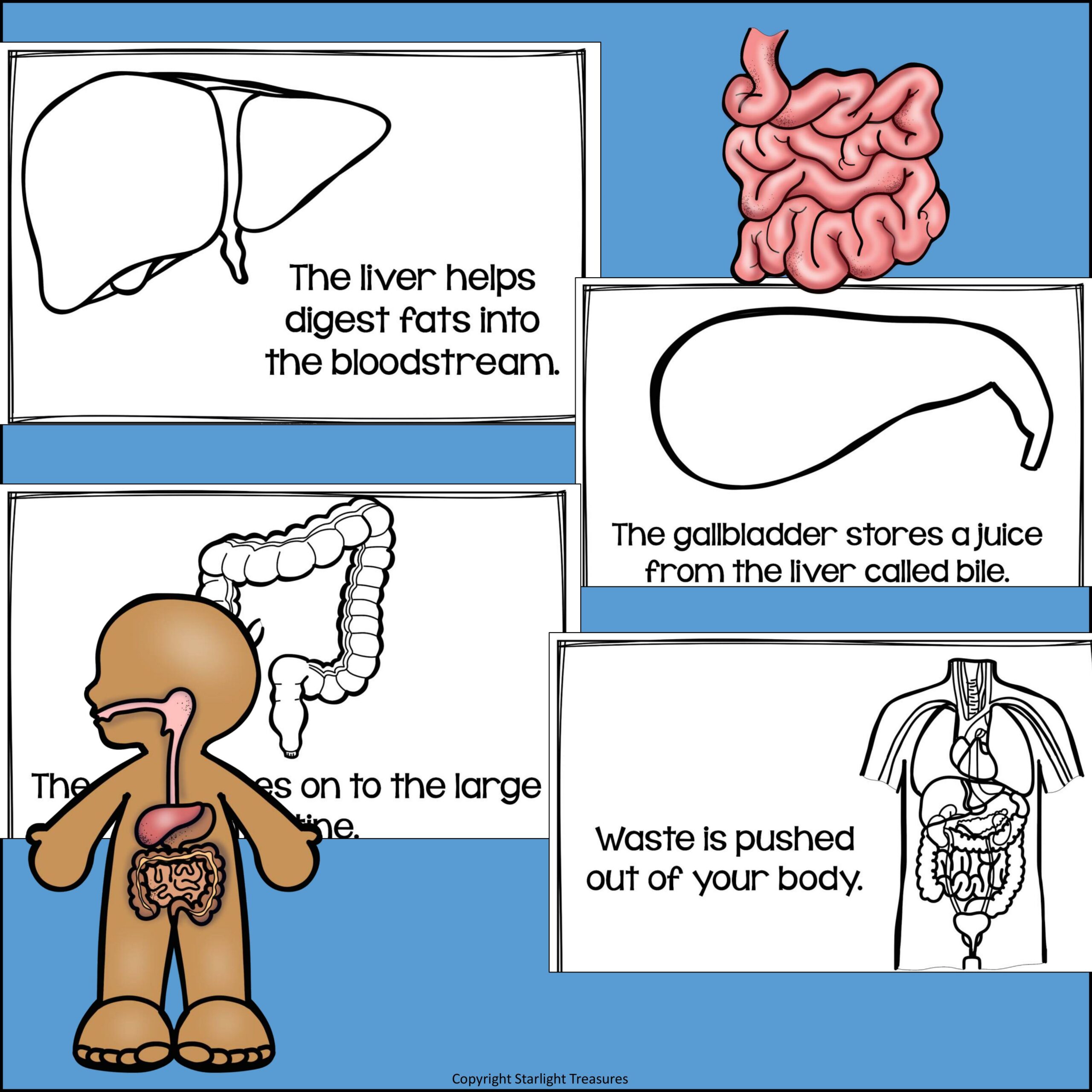 Human Body Systems: Digestive System Mini Book for Early Readers | Made ...