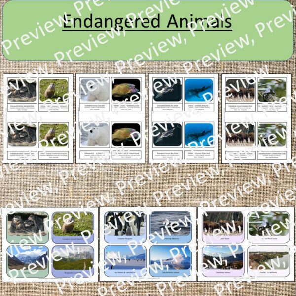 Endangered Animals Study Preschool Montessori Homeschool | Made By Teachers