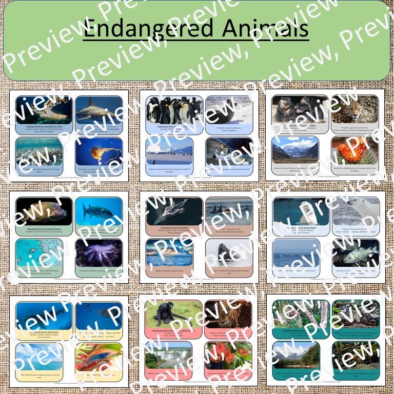 Endangered Animals Study Preschool Montessori Homeschool | Made By Teachers