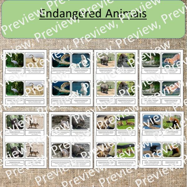 Endangered Animals Study Preschool Montessori Homeschool | Made By Teachers