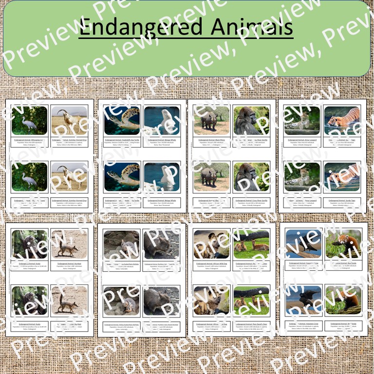 Endangered Animals Study Preschool Montessori Homeschool | Made By Teachers