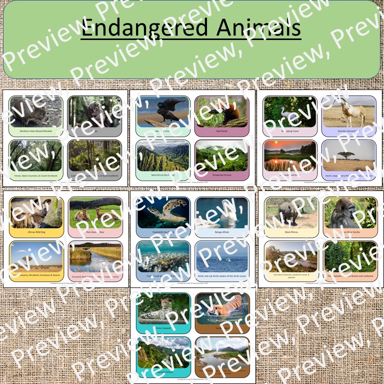 Endangered Animals Study Preschool Montessori Homeschool | Made By Teachers