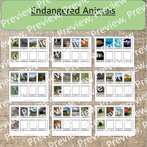 Endangered Animals Study Preschool Montessori Homeschool | Made By Teachers