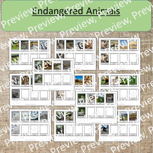 Endangered Animals Study Preschool Montessori Homeschool | Made By Teachers