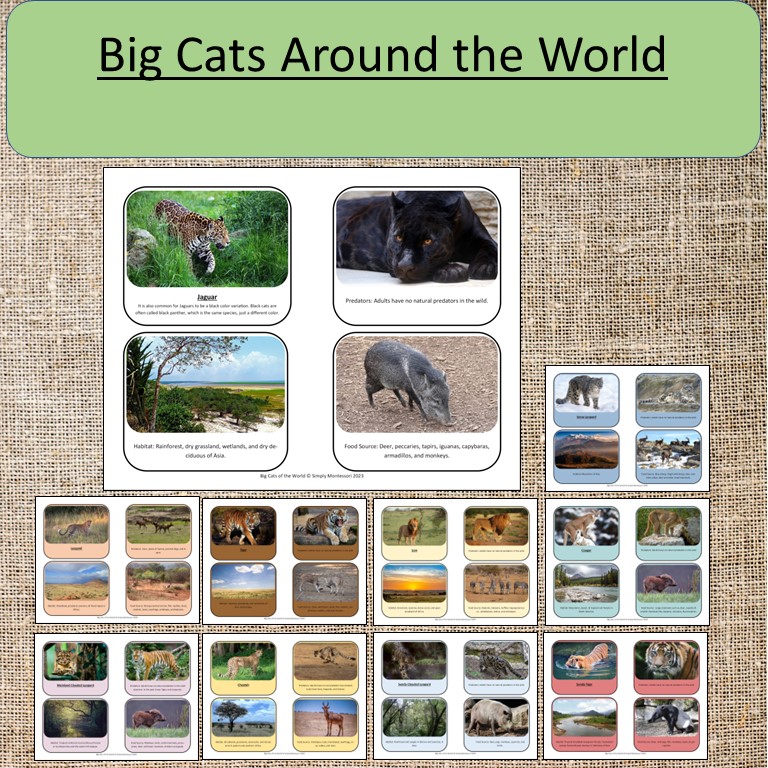 Big Cats Around the World Science Geography Study Montessori Preschool ...