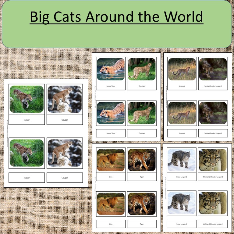 Big Cats Around the World Science Geography Study Montessori Preschool ...