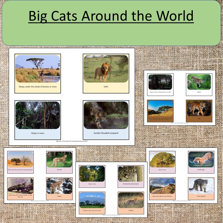 Big Cats Around the World Science Geography Study Montessori Preschool ...