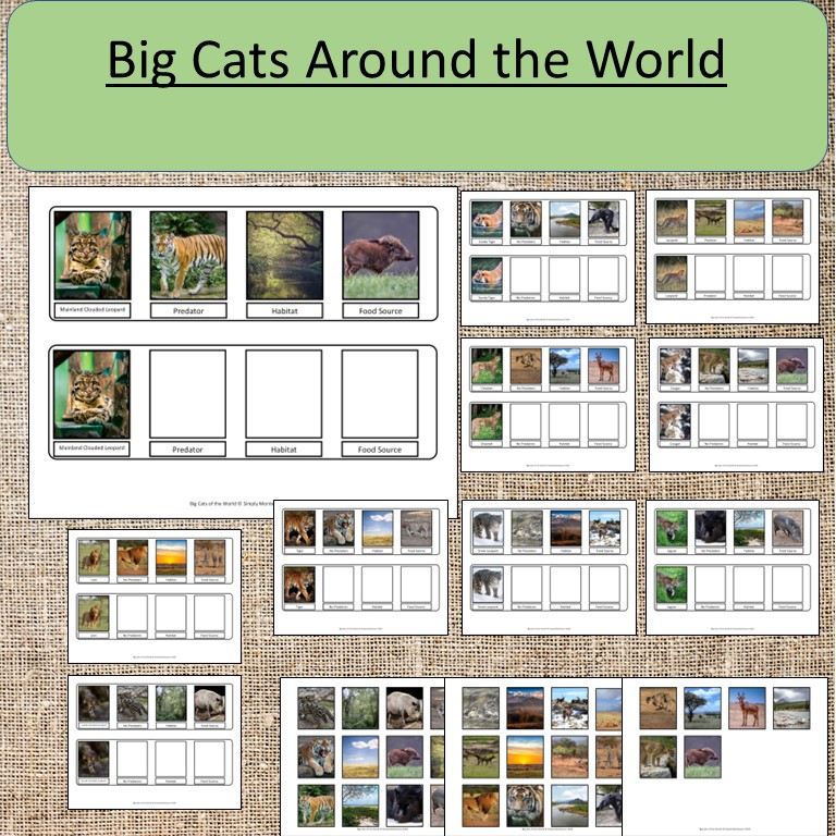 Big Cats Around the World Science Geography Study Montessori Preschool ...