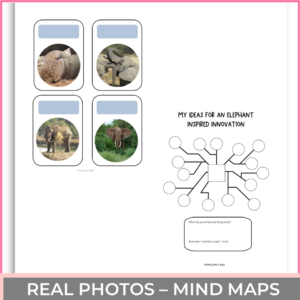 Biomimicry Cards Bundle STEAM | Biomimicry Design Compatible with NGSS ...