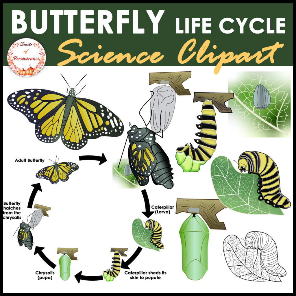 Butterfly Life Cycle Clipart | Complete Metamorphosis Clip Art | Made ...