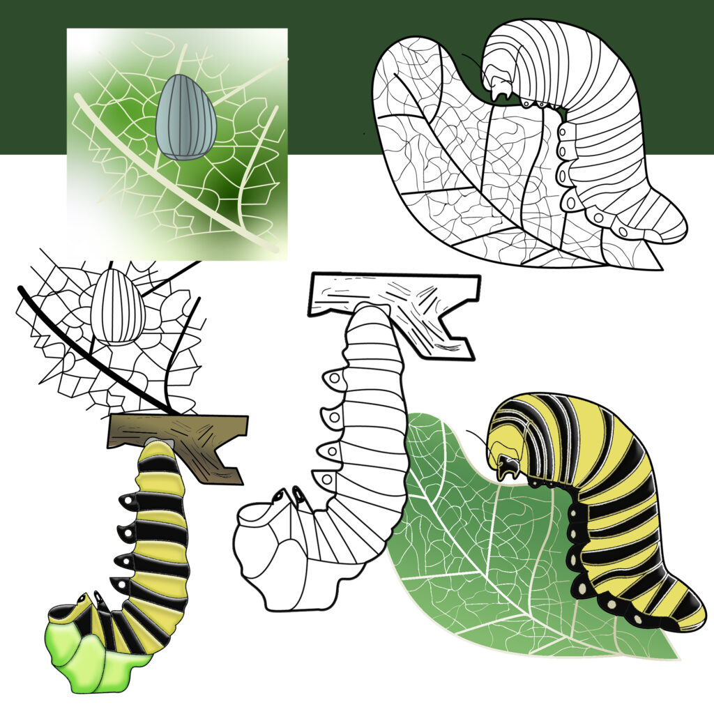 Butterfly Life Cycle Clipart | Complete Metamorphosis Clip Art | Made ...