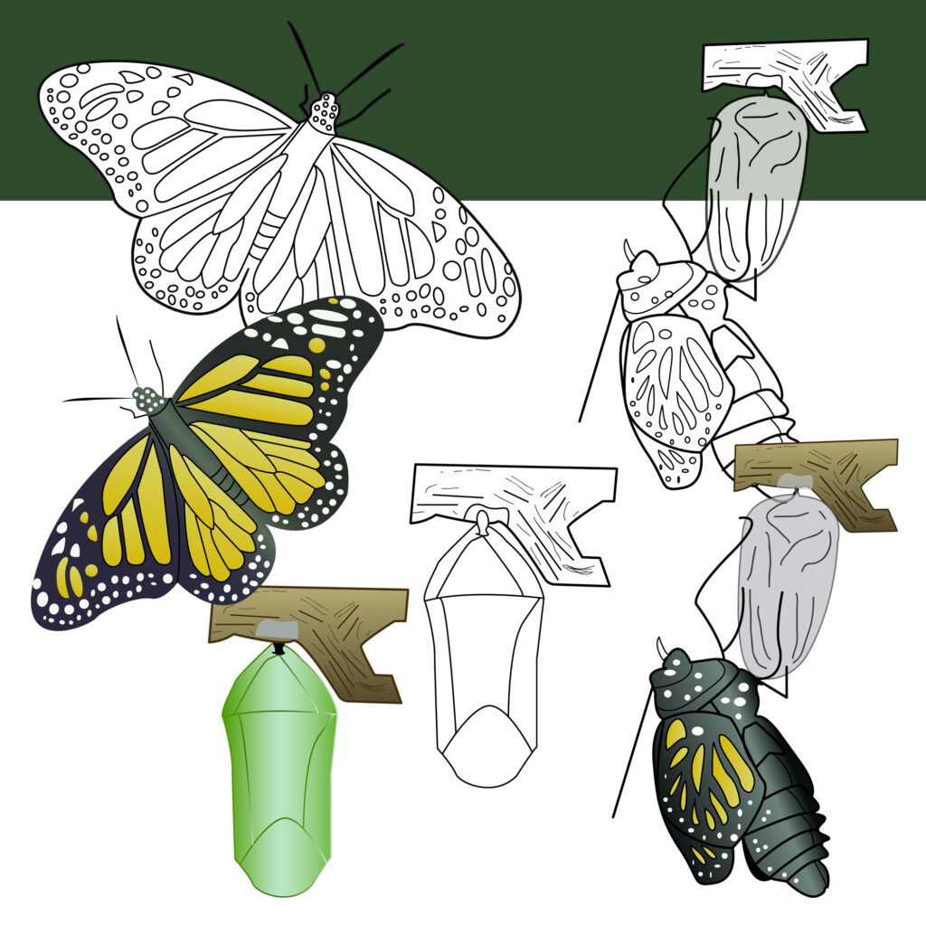 Butterfly Life Cycle Clipart | Complete Metamorphosis Clip Art | Made ...
