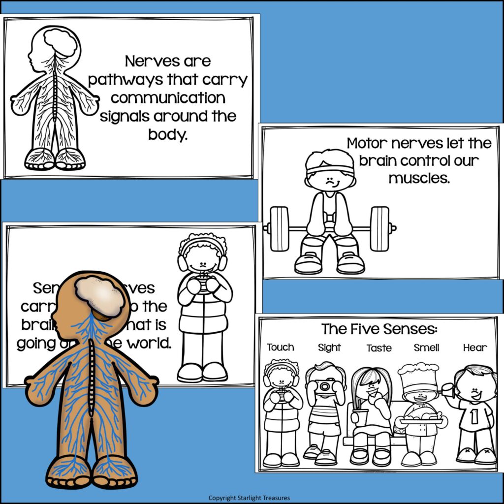 Human Body Systems: Nervous System Mini Book for Early Readers | Made ...