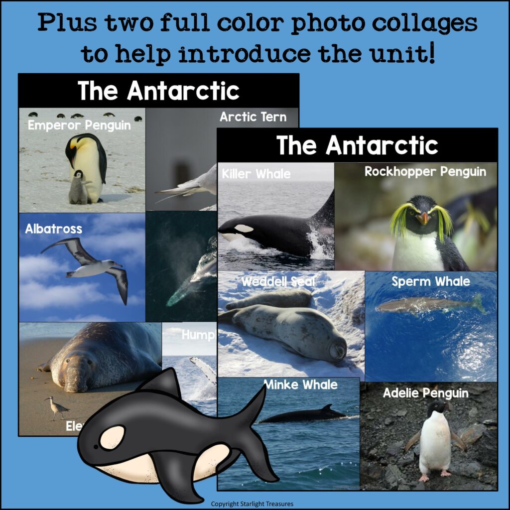 The Antarctic Mini Book for Early Readers: Antarctic Animals | Made By ...