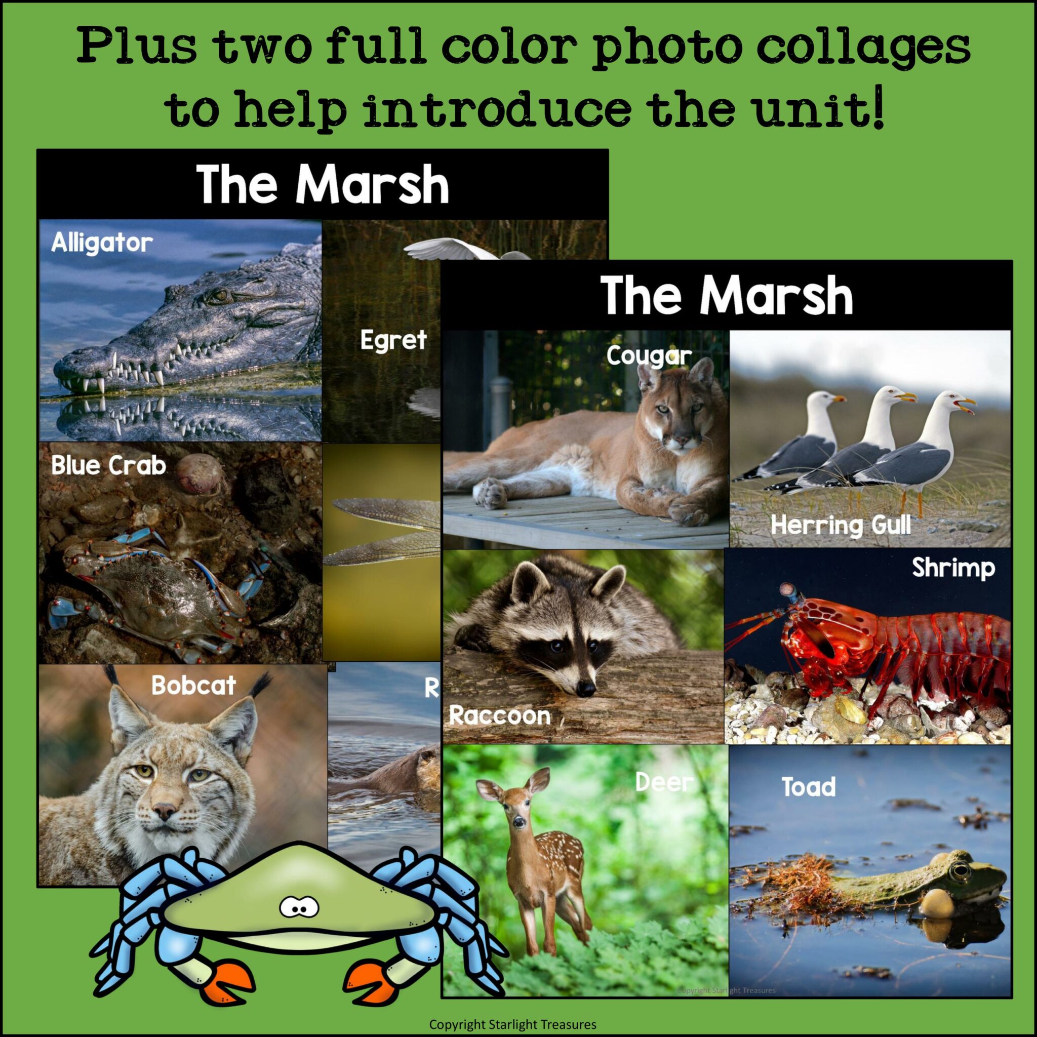 The Marsh Mini Book for Early Readers: Marsh Animals | Made By Teachers