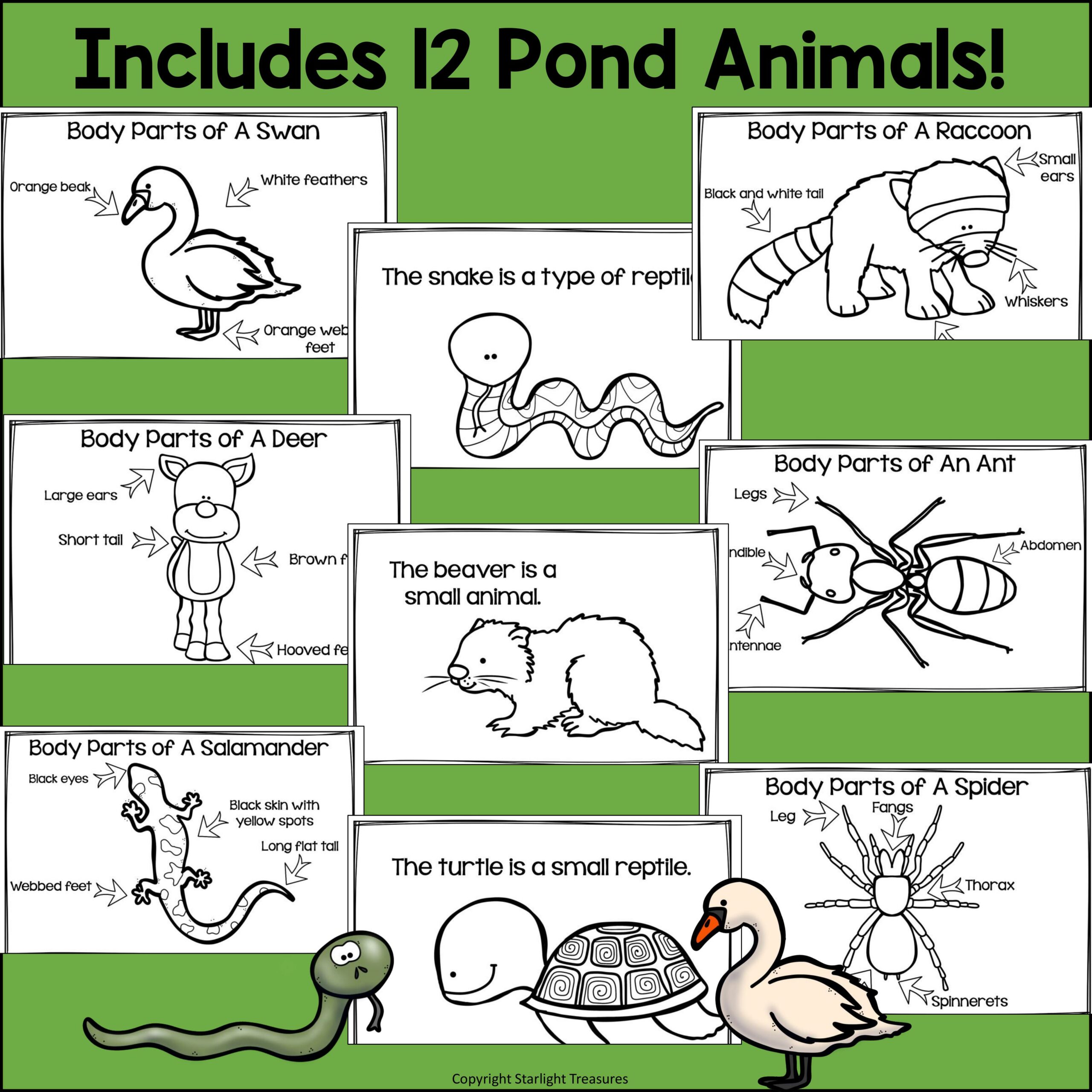 The Pond Mini Book for Early Readers: Pond Animals | Made By Teachers
